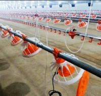 China Automatic Poultry Raising System with Galvanized Light Steel Frames and Hot-dip Galvanized Steel for Chicken Broiler Farm Equipment for sale