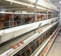 China Hot-Dip Galvanized H Type Layer Cage with Modular Structure for 3rd to 8th Floor Poultry House for sale