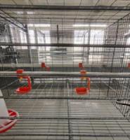 China Corrosion Resistant Steel Poultry House with Fast Installation and Automated Systems for sale
