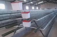 China 8 Tier Stack Design Layer Cage System with Hot-dip Galvanized Steel and Automated Ventilation for Egg Farming for sale