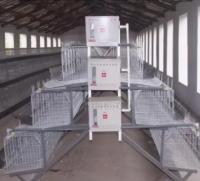 China Fully Automated Poultry Farming Equipment with Automated Feeding System and Integrated Heating and Cooling Systems for High Energy Efficiency for sale
