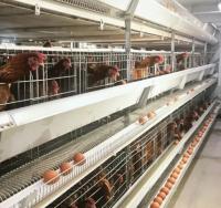 China Fully Automated Poultry Farming Equipment with Automated Feeding System and Integrated Heating and Cooling Systems for High Energy Efficiency for sale