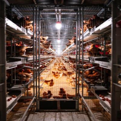 China Modular Hot-Dip Galvanized Steel Chicken Coop for Fast On-Site Construction for sale