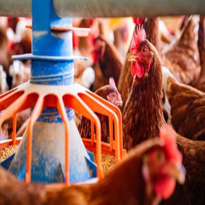 China Fully Automated Poultry Farming Equipment with Automated Feeding System and Integrated Heating and Cooling Systems for High Energy Efficiency for sale