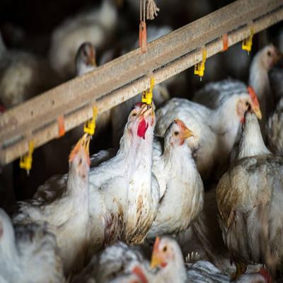 China Galvanized Steel Poultry Farming Equipment with Customizable Dimensions and Optional Heating and Cooling Systems for sale