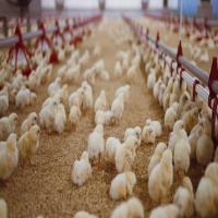 China Intelligent Poultry House Equipment with Adjustable Ventilation System and Automated Waste Removal for Customizable Dimensions for sale