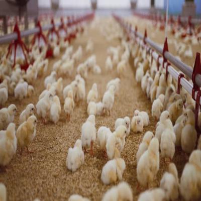 China Intelligent Poultry House Equipment with Adjustable Ventilation System and Automated Waste Removal for Customizable Dimensions for sale