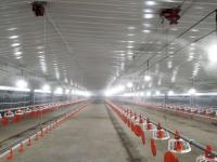 China Affordable Poultry Slat Floor Chicken Coop with High Manure Leaking Rate Anti-Aging Material and Adjustable Height for Broiler Farms for sale
