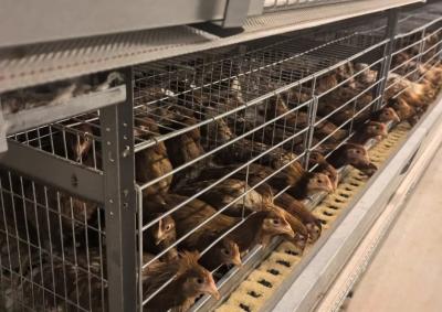 China Galvanized 3-4 Tiers A Type Battery Egg Chicken Layer Cage with Automatic Feeding System for sale