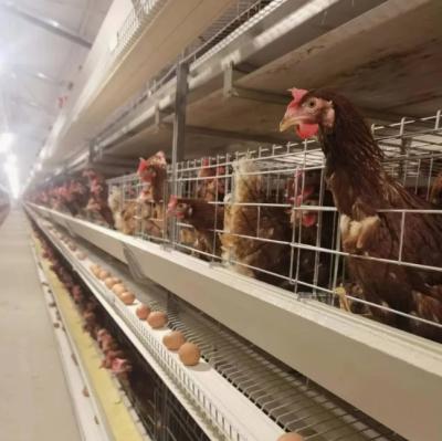 China Hot Dipped Galvanized H Type Battery Cage with Automatic Feeding System and 15-20 Years Lifespan for sale
