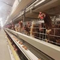 China 20000 Capacity Automatic H Type Battery Layer Chicken Cage with Tropical Zone Adaptation and Superior Ventilation for sale