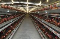 China Weather-Resistant Prefabricated Steel Poultry House with Automatic Ventilation System and Customized Design for sale