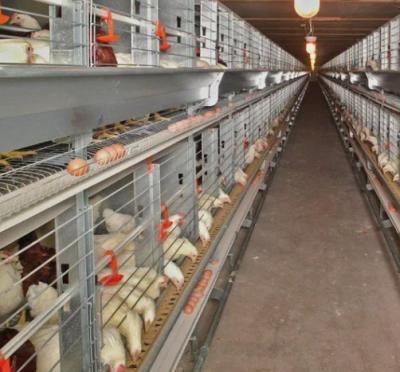 China Prefabricated Steel Poultry House with High Energy Efficiency and Customizable Exterior Finishes for sale
