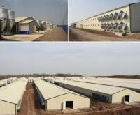 China Galvanized Prefabricated Steel Poultry House with Customizable Layout and Excellent Sound Insulation for sale