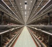 China Prefabricated Integrated Steel Poultry House with Easy Assembly and High Flexibility for sale