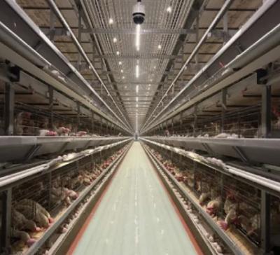 China Prefabricated Integrated Steel Poultry House with Easy Assembly and High Flexibility for sale