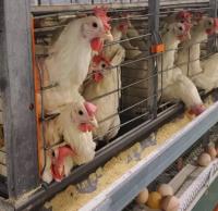 China Prefabricated Integrated Steel Poultry House with Easy Assembly and High Flexibility for sale
