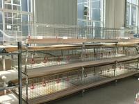 China 20000 Birds Capacity Hot-dip Galvanized Automatic Layer Chicken Cage Poultry Farm Equipment for sale