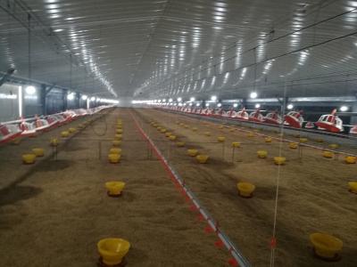 China Automatic Broiler Feeding Line with 12,000 Eggs per Hour Capacity and Modular Assembly for Poultry Farm Chicken Feed Equipment for sale