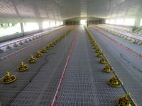 China Automatic Broiler Feeding Line with 12,000 Eggs per Hour Capacity and Modular Assembly for Poultry Farm Chicken Feed Equipment for sale