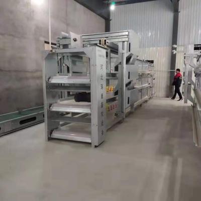 China H-Frame Broiler Cage with Independent Manure Belt & Automatic Feeding System – Large Intensive Farm Equipment for sale