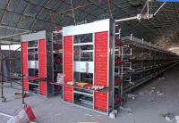 China Hot-Dip Galvanized Steel Automatic Chicken Pan Feeding Equipment with 450 kg/h Capacity and German Feed Level Sensor for sale