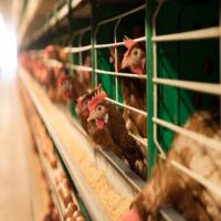 China Smart Poultry House Equipment with Real-Time Climate Monitoring and Automated Air Inlet Control for Energy-Efficient Commercial Farms for sale