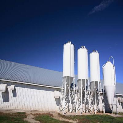 China Automatic Egg Collection System for Commercial Layer Farms with Low Breakage Rate and Centralized Sorting Integration for sale