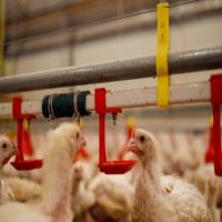 China Waterproof Dimmable IP67 Rated LED Lighting Poultry House Equipment for Optimized Yield for sale