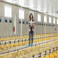 China Waterproof Dimmable IP67 Rated LED Lighting Poultry House Equipment for Optimized Yield for sale