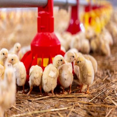 China Hot-Dip Galvanized Steel Automatic Chicken Pan Feeding Equipment with 450 kg/h Capacity and German Feed Level Sensor for sale