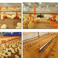 China Hot-Dip Galvanized Steel Automatic Chicken Pan Feeding Equipment with 450 kg/h Capacity and German Feed Level Sensor for sale