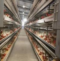 China Good Thermal Insulation Effect Rust-Resistance Prefabricated Steel Poultry House with Magnesium-Aluminum-Zinc Coated Steel Plate for sale