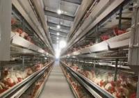 China Easy Manure Collection Easy Disassembly Prefabricated Steel Structure Poultry House Chicken Farm for sale