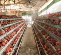 China Easy Disassembly Good Ventilation Prefabricated Steel Poultry House with Q345b Galvanized Steel for sale