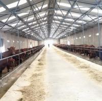 China Automated Feeding & Watering Systems with Smart Climate Control for Durable & Hygienic Steel Poultry House Equipment for sale