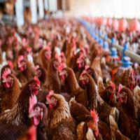 China Automated Feeding & Watering Systems with Smart Climate Control for Durable & Hygienic Steel Poultry House Equipment for sale