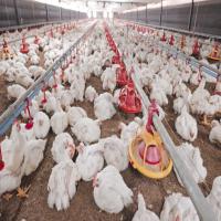 China High-Efficiency Climate Control Galvanized Steel Poultry House Equipment with 12000 Eggs per Hour for sale