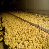 China Fully Automatic Operation Precision Climate Control Systems with 120-130ml/min Flow and Long Term Service Life for Poultry Farming Equipment for sale
