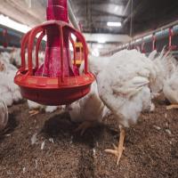 China Fully Automatic Operation Precision Climate Control Systems with 120-130ml/min Flow and Long Term Service Life for Poultry Farming Equipment for sale
