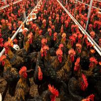 China Fully Automatic Operation Precision Climate Control Systems with 120-130ml/min Flow and Long Term Service Life for Poultry Farming Equipment for sale
