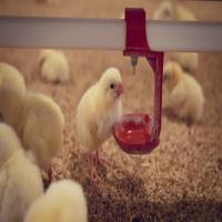 China Hot-dip Galvanized Smart Poultry Farming Equipment with Automated Water Line Flushing and Smart Feed Weighing Silos for sale