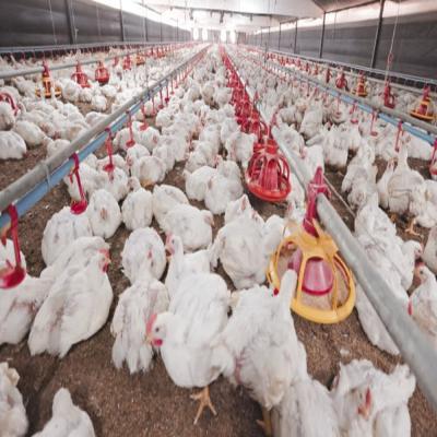 China Hot-dip Galvanized Smart Poultry Farming Equipment with Automated Water Line Flushing and Smart Feed Weighing Silos for sale