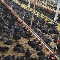 China Automatic Broiler Poultry Equipment with Steel Frame and 30 Years Limited Warranty for Broiler Chicken Breeding Equipment for sale