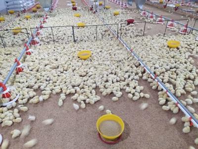 China Raised PP Poultry Flooring with Support Legs for Broiler & Layer House Chicken Slatted Floor for sale