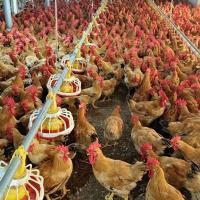 China Automatic Feeding and Drinking Broiler Poultry Equipment with Galvanized Light Steel Frames and Steel Panel Walls for Broiler Raising System for sale