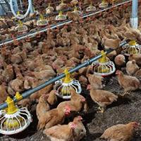 China Automatic Feeding and Drinking Broiler Poultry Equipment with Galvanized Light Steel Frames and Steel Panel Walls for Broiler Raising System for sale