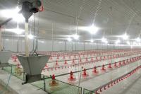 China Automatic Feeding and Drinking Broiler Poultry Equipment with Galvanized Light Steel Frames and Steel Panel Walls for Broiler Raising System for sale