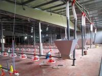 China High Efficiency Broiler Poultry Equipment with Automatic Pan Feeder and Nipple Drinker Raising System for sale