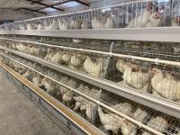 China Turnkey Project High-Efficiency Steel Poultry House and Prefabricated Poultry Building for Floor-Raised Chicken Farms for sale